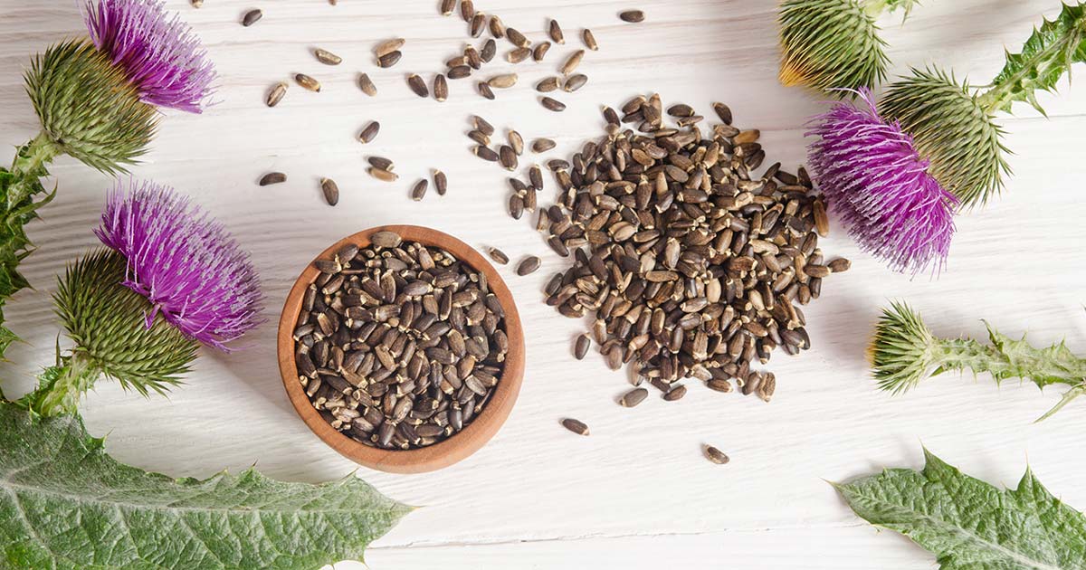 El Cardo Mariano tiene muchos beneficios